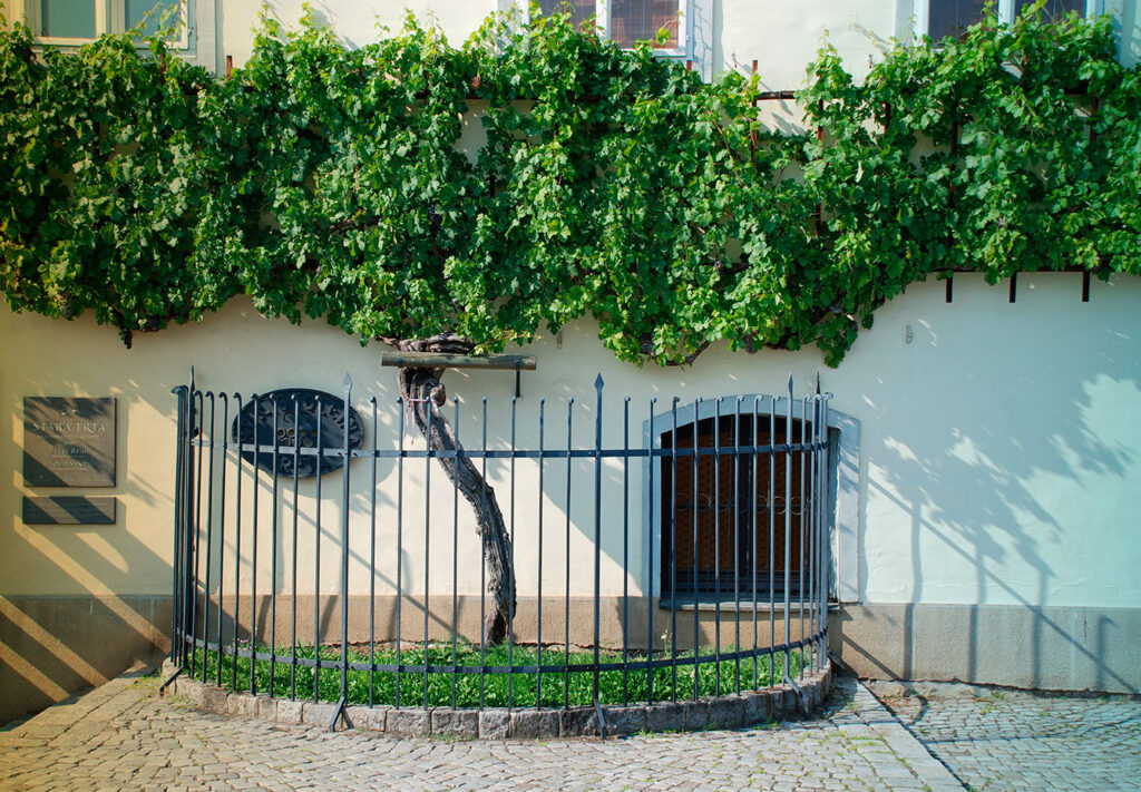 400-Year Old Vine in Slovenia With the Secret of Youth - 3 Seas Europe